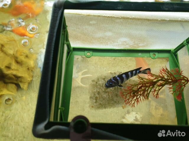 Рыбка демасони отдам