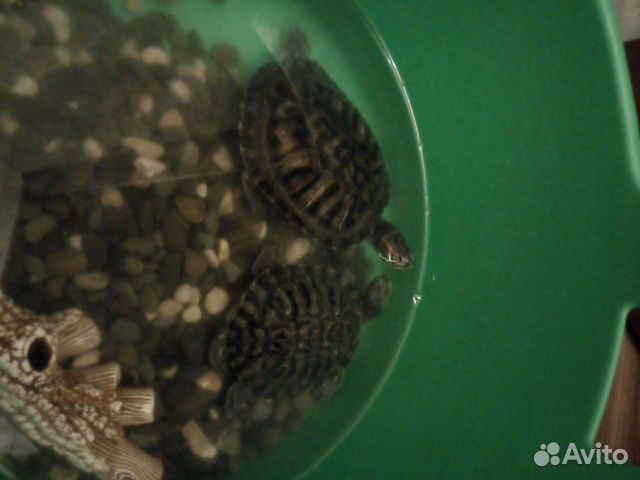 Красноухая черепаха