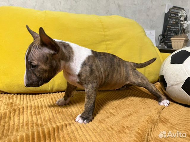 Миниатюрный Бультерьер