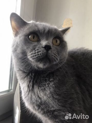 Отдадим британскую кошку
