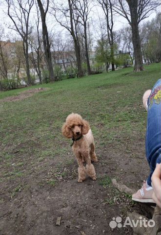 Щенок малый пудель