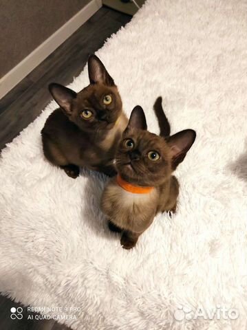 Бурманская