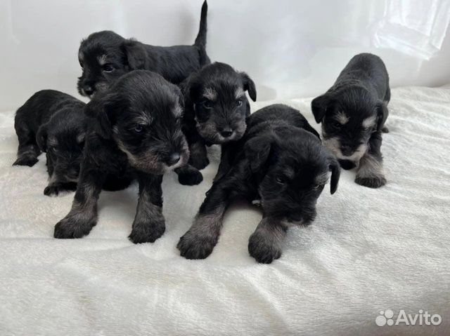 Цвергшнауцер красивые щенки