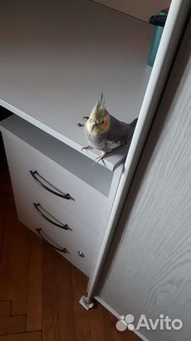 Попугай корелла продаю