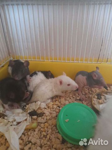 Крысята дамбо рекс