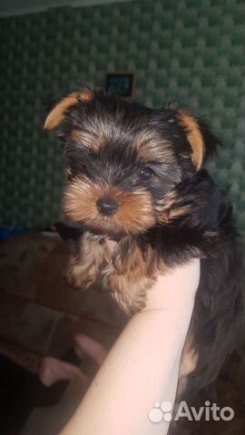 Йоркширский терьер