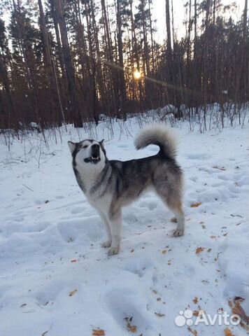 Отдам в добрые руки