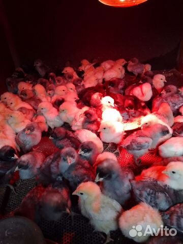 Цыпленок петушков