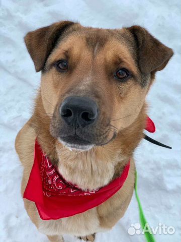 Собака в добрые ручки)