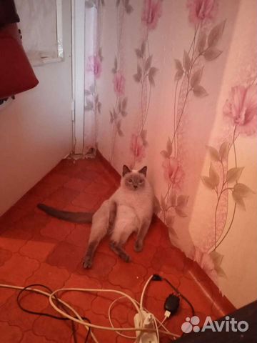 Сеамская кошка