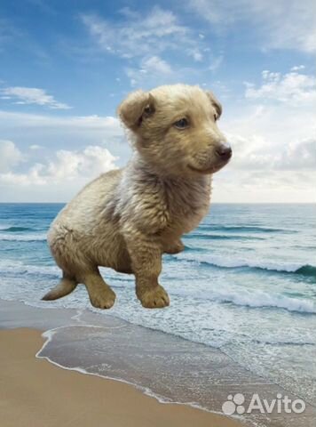 Собаки щенки бесплатно