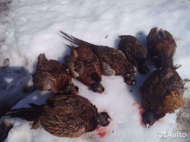 Продам тушки охотничьего фазана