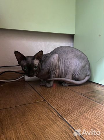 Канадский сфинкс