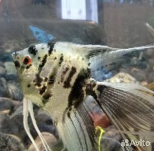 Отдам скарярий. За шоколадку