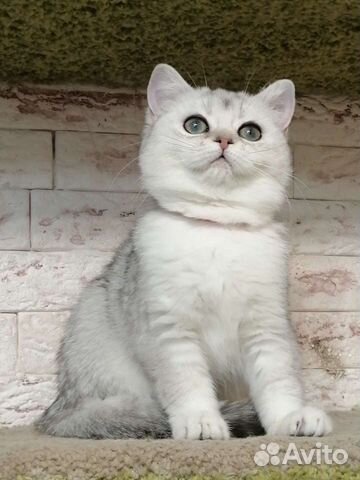 Кошка британская