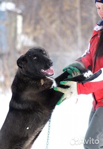 Собака Юла ищет хозяина. Отдадим в хорошие руки
