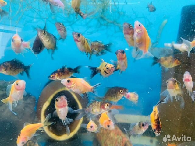 Золотая рыбка