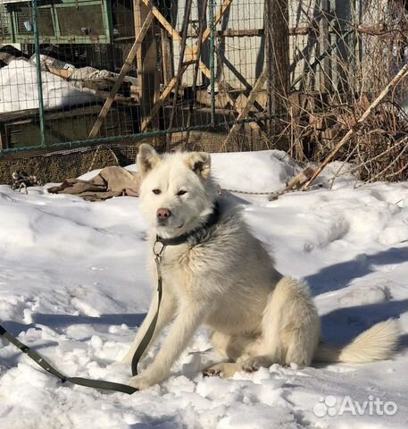 Собака метис лайки и акиты в добрые руки