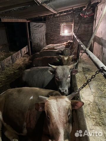 Быки на докорм