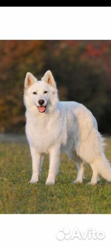 Швейцарская овчарка