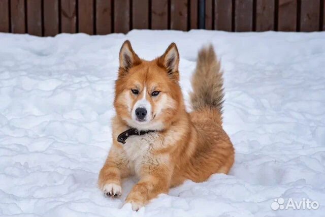 Рыжая красота