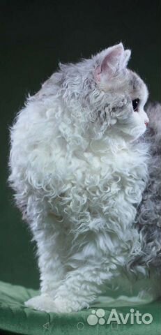 Селкирк-рекс