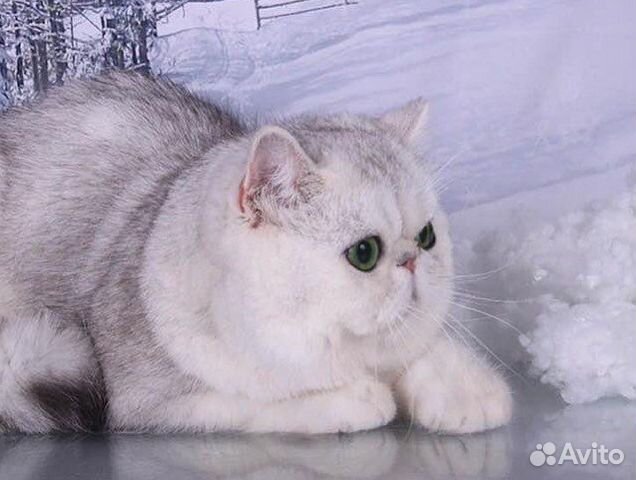 Экзотический короткошерстный кот