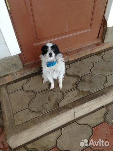 Молодая маленькая собачка в хорошие руки