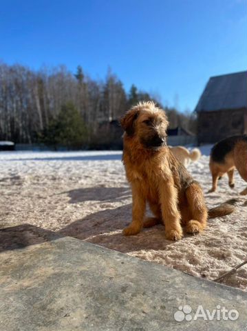 Щенок Свен (метис бриара)