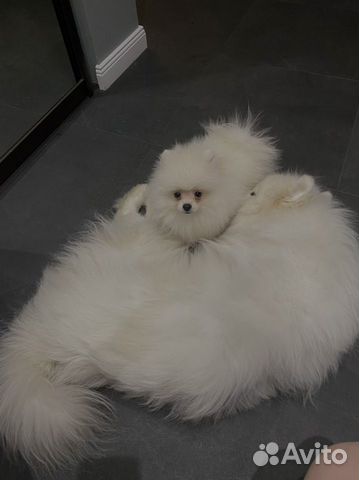Померанский шпиц