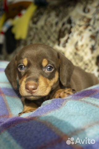 Щенки таксы шоколадные