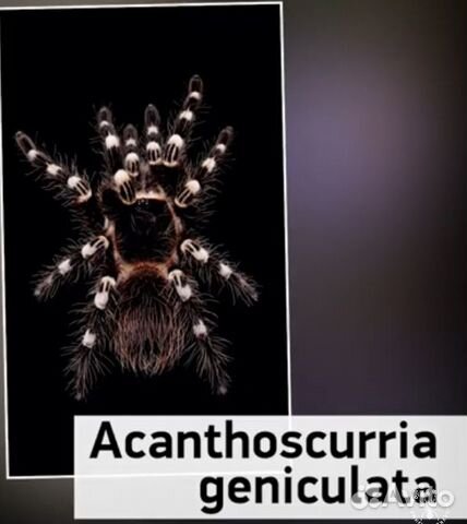 Паук птицеед "Acanthoscurria Geniculata"