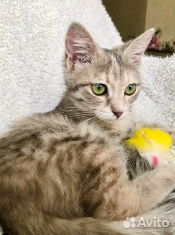 Котенок Веснушка - трогательный ребенок в дар