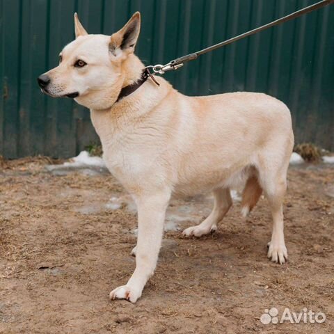 Собака в добрые руки