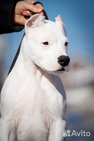 Аргентинский дог, кобель