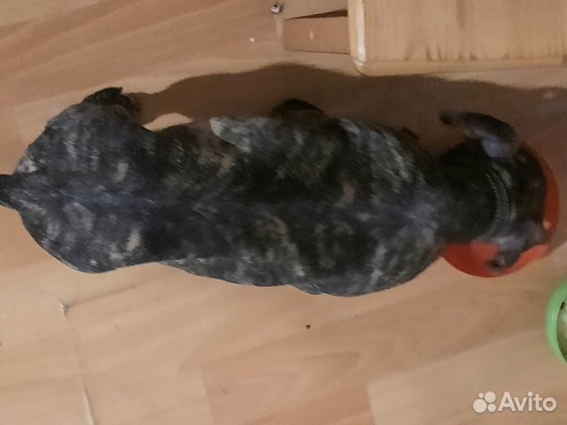 Щенок ам стаффорд девочка