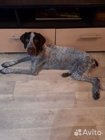 Курцхаар девочка