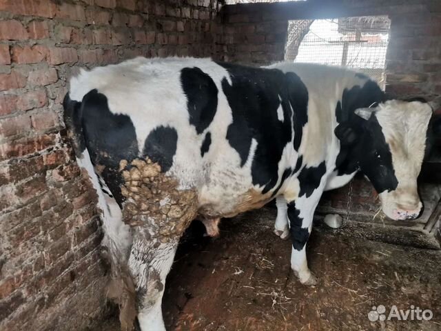 Бык на племя