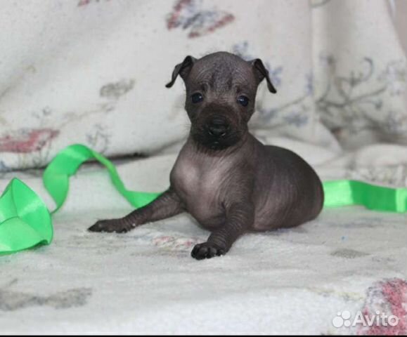 Мексиканская голая