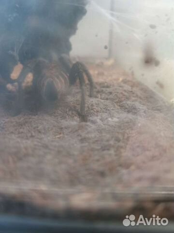 Паук птицеед