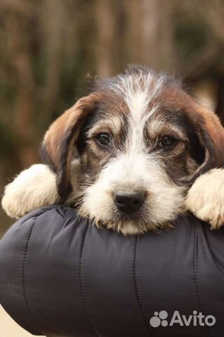 Щенок бородатик