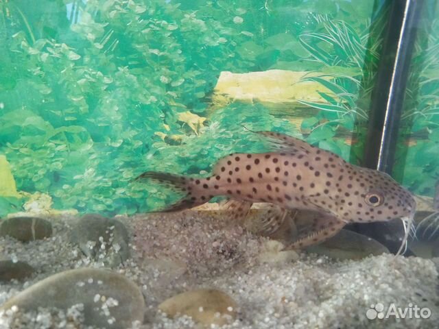 Сомик синодонтис