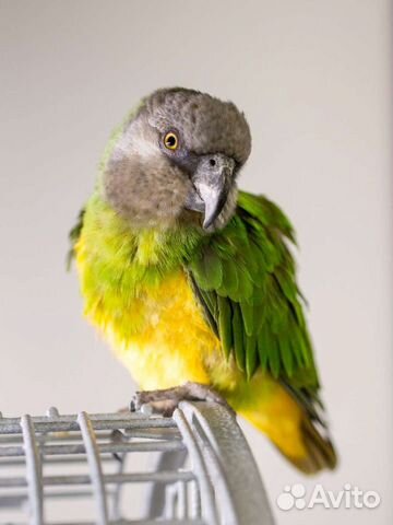 Сенегальский попугай с клеткой