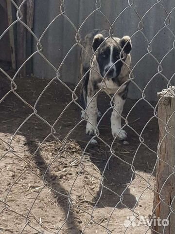 Кавказский волкодав