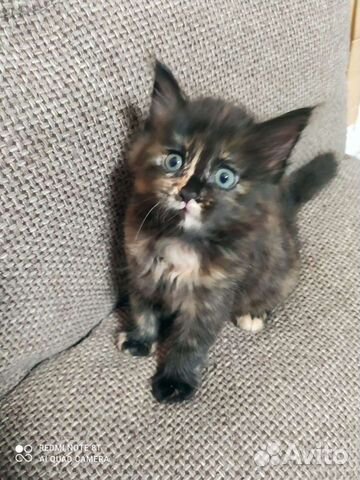 Кошки в добрые руки