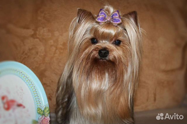 Я жду тебя, моя красавица