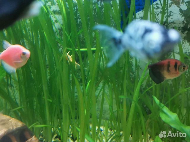 Валиснерия гигантская