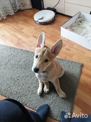 Щенок лайки, 3 месяца, мальчик