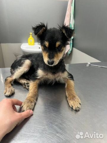 Маленькое чудо в добрые руки