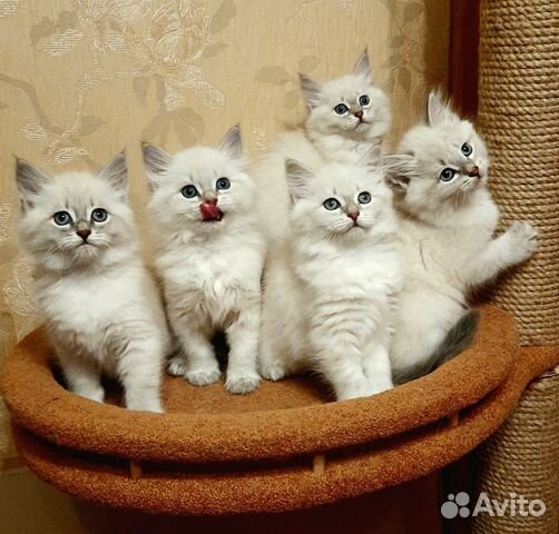 Котята Невские маскарадные